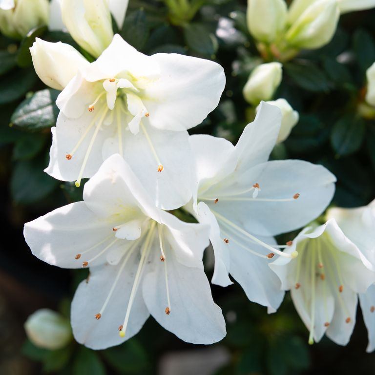 Azalea White Bouquet – Lydone Garden