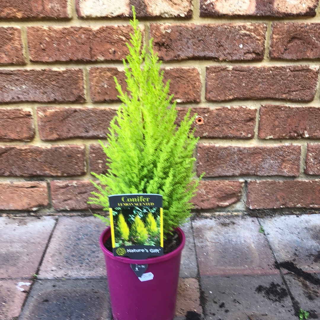 Cupressus Lemon Scent – Lydone Garden