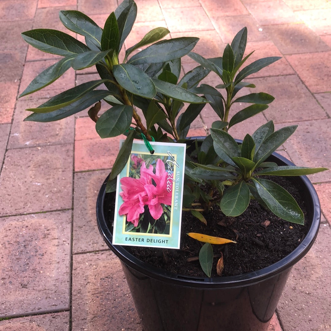 Azalea Easter Delight – Lydone Garden