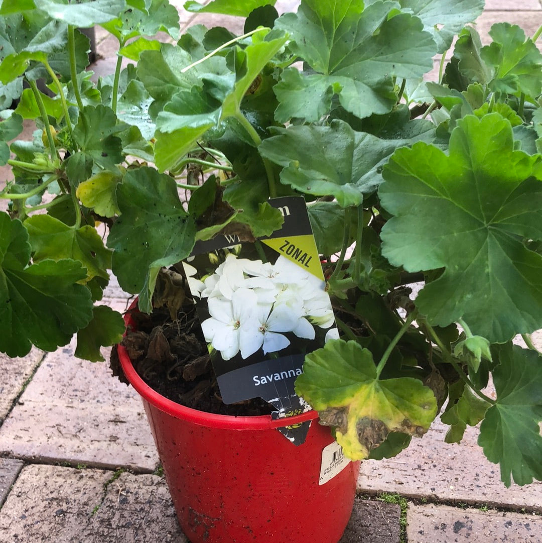 Geranium Pelargonium Savannah White – Lydone Garden