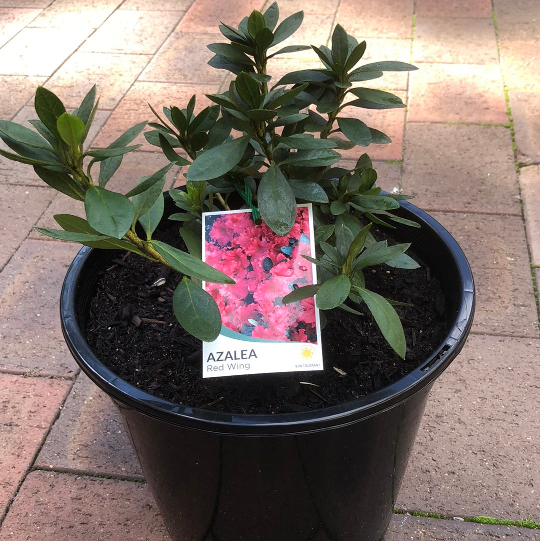 Azalea Red Wing – Lydone Garden