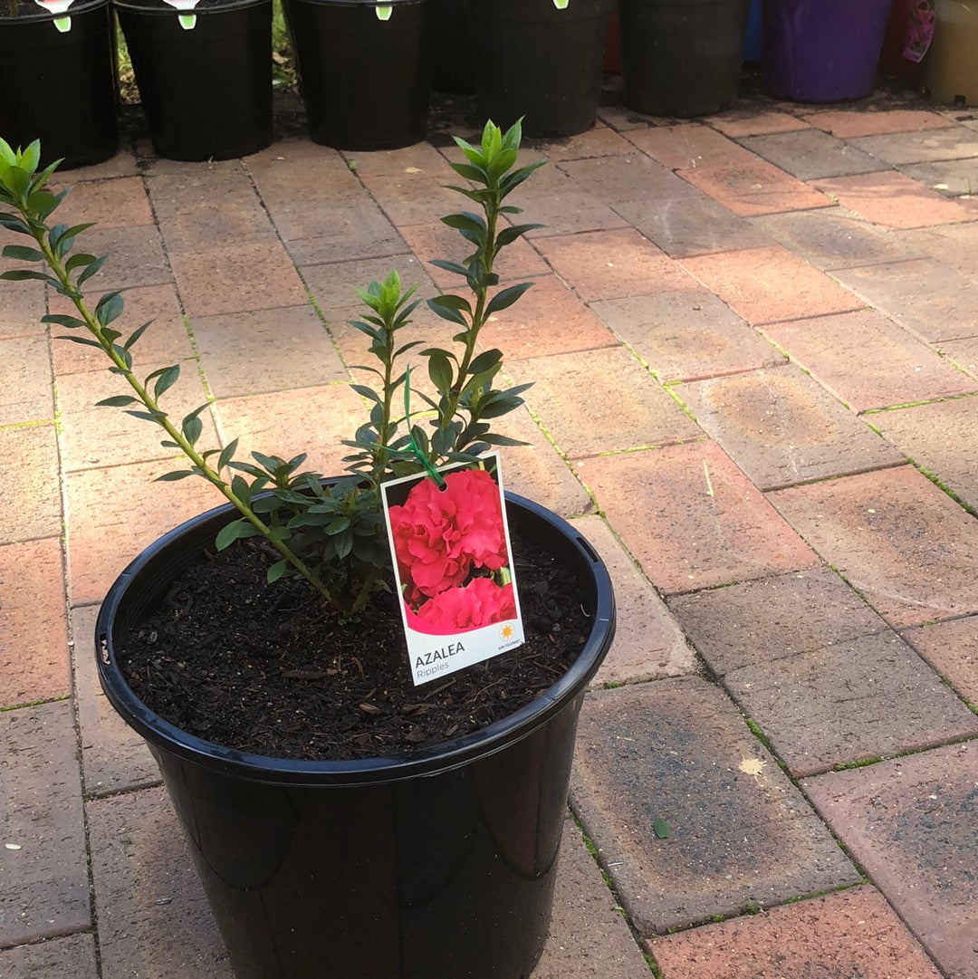 Azalea Ripples – Lydone Garden