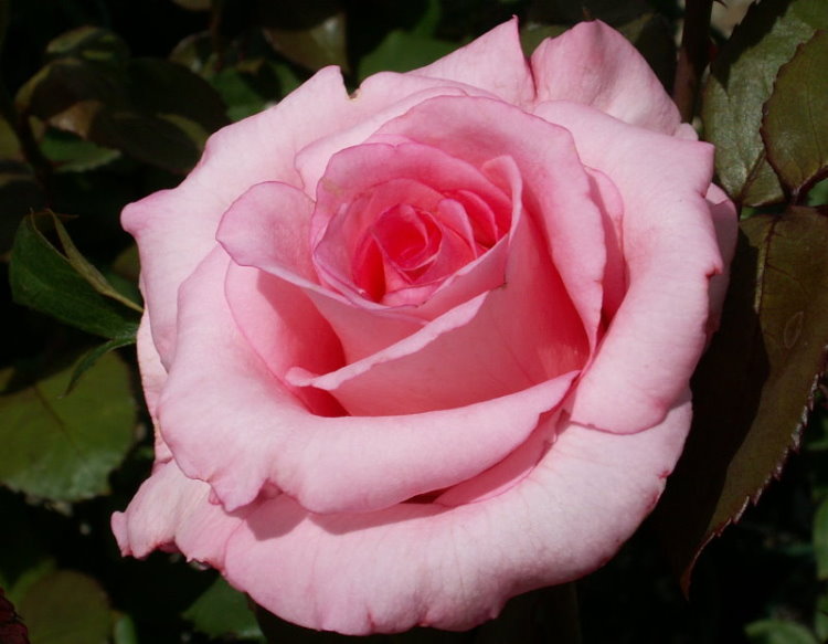 Rose Sylvia – Lydone Garden